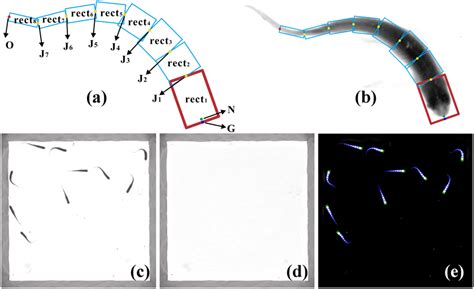 Fish Detection A Fish Model The Whole Fish Body Is Discretized Download Scientific Diagram