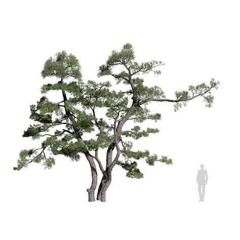 Coniferous Tree Pinus Thunbergii 15