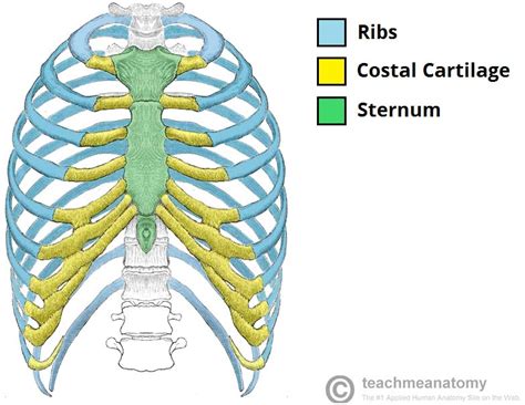Label The Human Ribs Diagram Quizlet