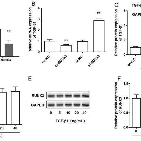 Runx3 Targets Tgf β1 And Suppressed Its Transcription A Relative