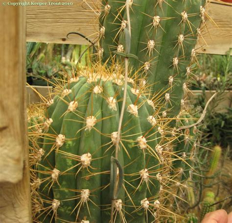 Nmcr 2010 Poco Thelegonus Trouts Notes