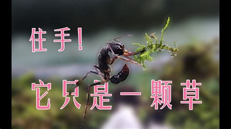 异宠开箱季：猎镰猛蚁，还有比它更猛的弱鸡吗？百宠园怕是留不住它了 Youtube