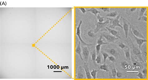 Label Free Cell Counting Using Ai Driven Fully Automated Smart Imaging