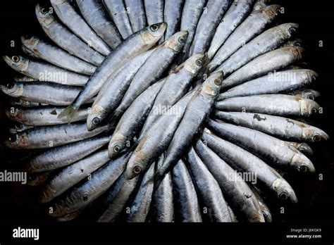 Food Aliment Arrangement Angle Fish Seafood Sardines Display Fresh Salt Silver Stock Photo Alamy
