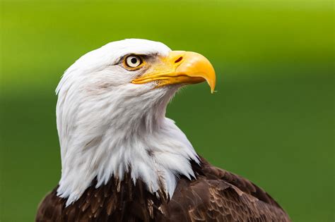 Águila Calva Características Alimentación Y Reproducción Cumbre