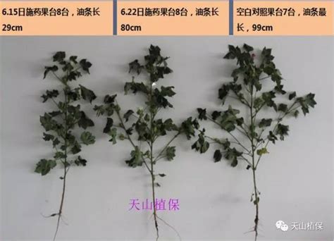 棉花打顶 棉花打顶 棉花化控 大山谷图库