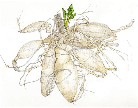 Botanical Illustration Exploring Adventitious Roots Lizzie Harper