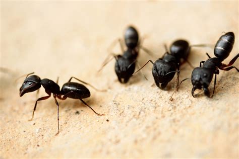 7 Common Types Of Ants In Colorado With Pictures