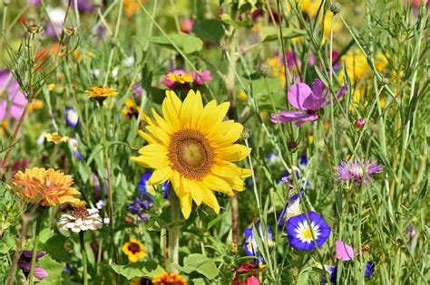 How To Grow Wildflowers In Your Garden An Easy Guide