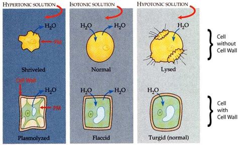Understanding The Hypotonic Hypertonic Isotonic Diagram