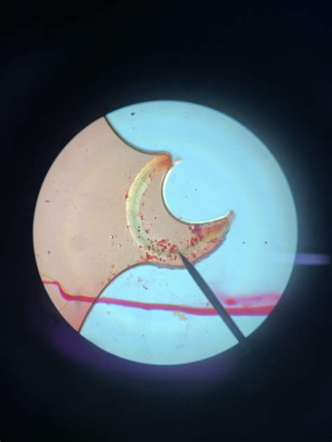 Pollen Detection Object Detection Model By Pollen