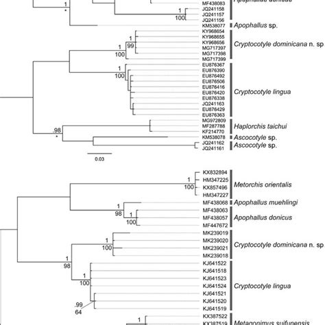 mrbayes mb tree topology for both the coi top tree and its bottom