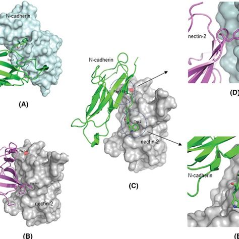 Molecular And Structural Bases Of N Cadherin Nectin 2 Interaction Download Scientific Diagram