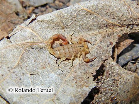 The Scorpion Files Scorpions Of Cuba