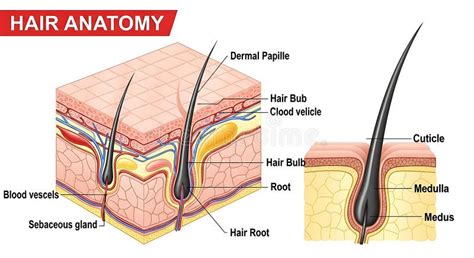 Detailed Illustration Of Human Hair Anatomy Stock Illustration Illustration Of Cross Diagram