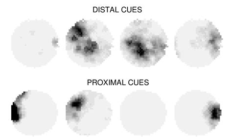 Firing Rate Maps Of Four Simultaneously Recorded Cells In The Distal