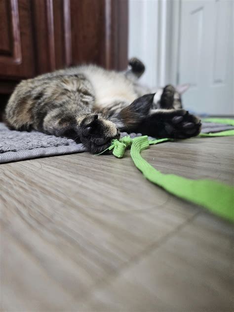 A Lazy Day Album On Imgur