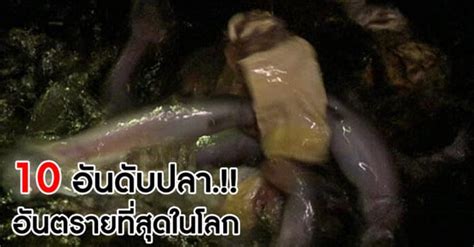 10 อันดับ ปลาน้ำจืดและทะเล อันตรายที่สุดในโลก