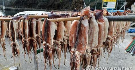 울릉도 명물 오징어