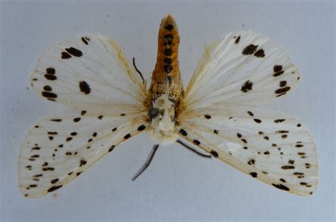 星白雪灯蛾 Spilosoma menthastri 物种库 国家动物标本资源库