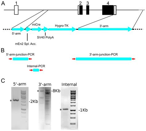 a schematic drawing of the targeting construct design b schematic