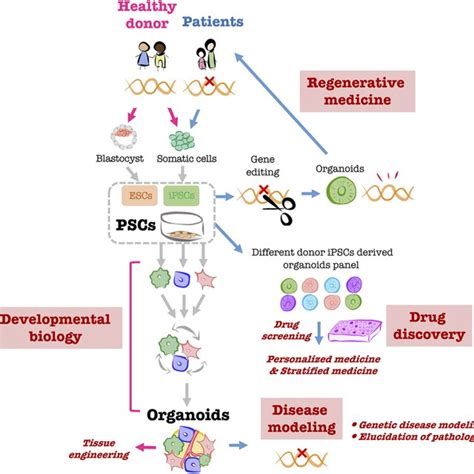 Overview Of Psc Derived Liver Organoid Applications Creating Organoids Download Scientific