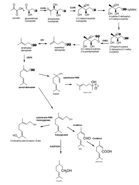 Putative Metabolic Pathway From Pyruvate And Glyceraldehyde 3 Phosphate Download Scientific