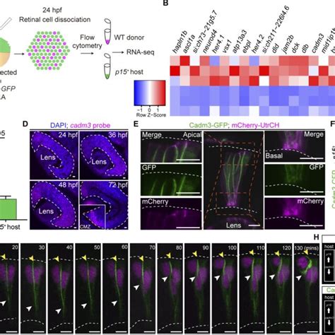 P15 Overexpression Decreases Rpc Proliferation Rate A Representative Download Scientific