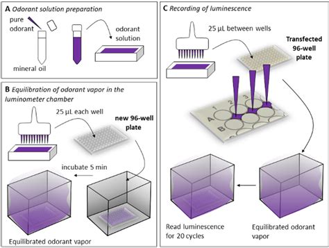 Real Time In Vitro Monitoring Of Odorant Receptor Activation By An Odorant In The Vapor Phase Pmc