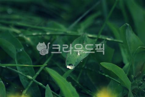물방울 이슬 나뭇잎 새벽 자연 사진이미지일러스트캘리그라피 Dasl작가