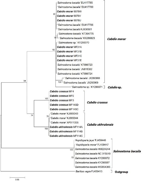 Maximum Likelihood Ml Tree Of Coi Dataset Of 39 Sequences Using