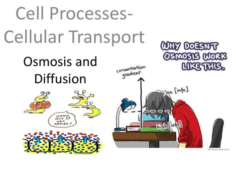 Cellular Transport Osmosis And Diffusion Explained