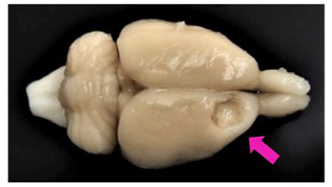 Frontal Motor Cortex Ablation Image Of The Brain Of A Left Handed Rat Download Scientific