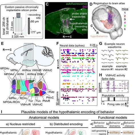 Approach For Single Neuron Recordings Across The Hypothalamus Using Download Scientific Diagram