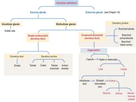Blood And Hematopoiesis Basicmedical Key