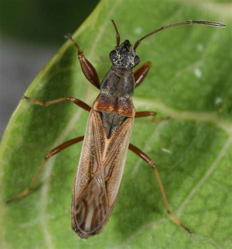 True Bug Paromius Longulus Bugguide Net