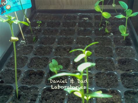 Science Project Recorded As Time Lapse With Raspberry Pi Daniel And Dad Laboratories