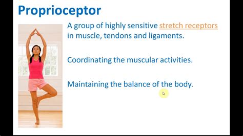 Proprioceptors