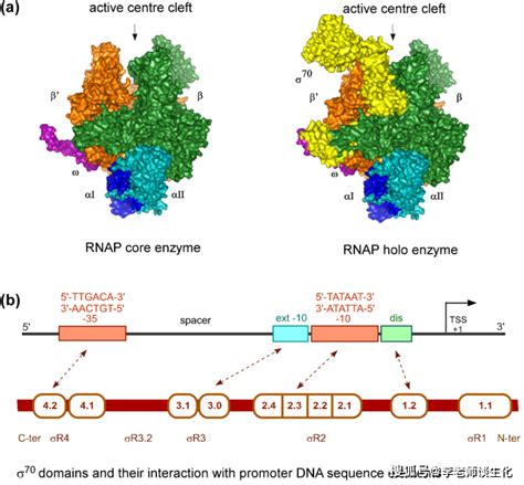 原核生物的启动子与转录起始过程 合成