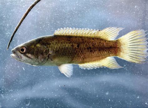 Workshop On Biodiversity Status And Future Research Needs 11 June 2025 South African Institute