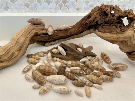 Lettered Olive Seashells Assorted 15 Shells Size 1 25 2 25