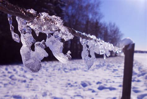배경 화면 햇빛 자연 눈 겨울 푸른 얼음 서리 동결 꽃 날씨 시즌 파란 하늘 매크로 사진 조각상 녹는 조각 Lastofwinter 봄이오고