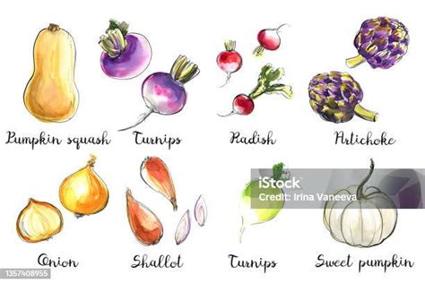 수채화 식품 스케치 야채 허브 잉크 색상 호박 스쿼시 순무 무 아티초크 양파 호박 3가지 개체에 대한 스톡 벡터 아트 및 기타 이미지 Istock