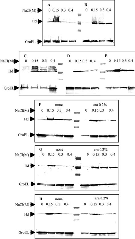 Evaluation Of Vi Polysaccharide Synthesis In Serotype Typhi Rpos ϩ