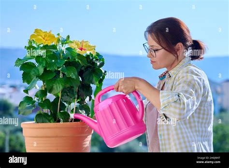 An Adult Woman Watering A Flower In A Pot From A Watering Can Stock Photo Alamy