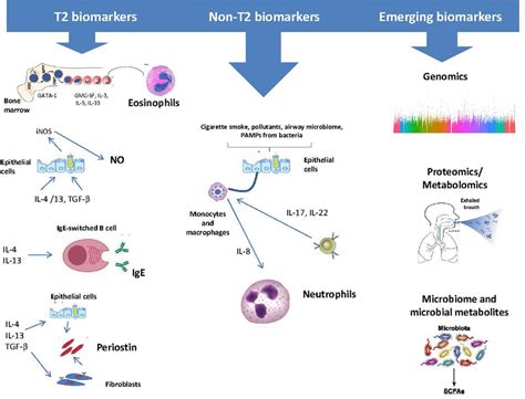 Asthma Biomarkers Categorized As Those Related To Type 2 T2 Download Scientific Diagram