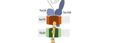 Taking The Toc Tic Path To The Chloroplast Plantae