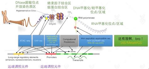 多组学（表观组 转录组 微生物组）关联分析及组学分子实验验证方法 生物器材网
