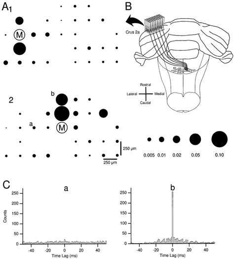 Cs Synchrony In A Nonanesthetized Rat A Plot Of Synchrony