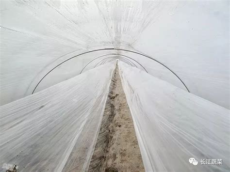 一亩增收2000元春提早设施蔬菜这样覆膜效果佳 长江蔬菜